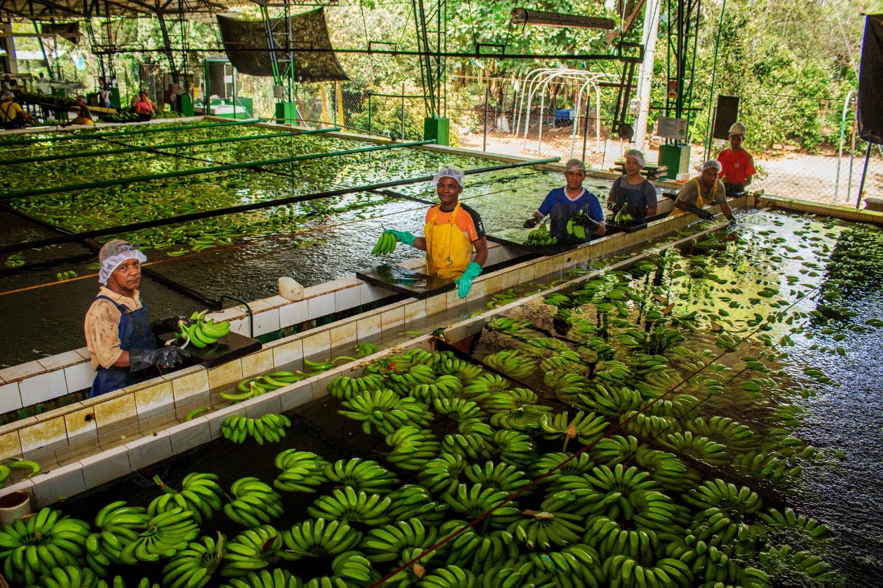 Asbama se prepara para realizar el IV Foro Bananero 2019 - El Artículo